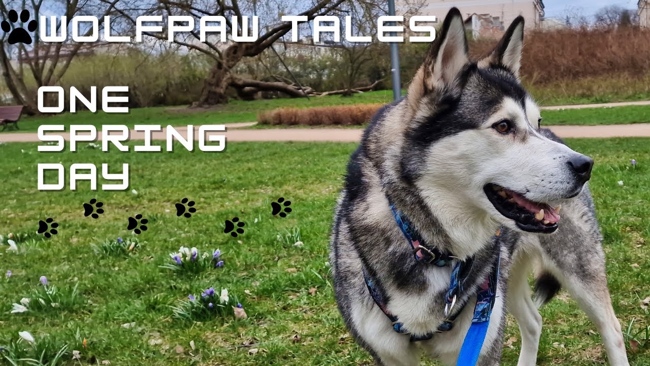 Cute huskies one spring day walk 🐺🍃🍃🍃🐺 - YouTube