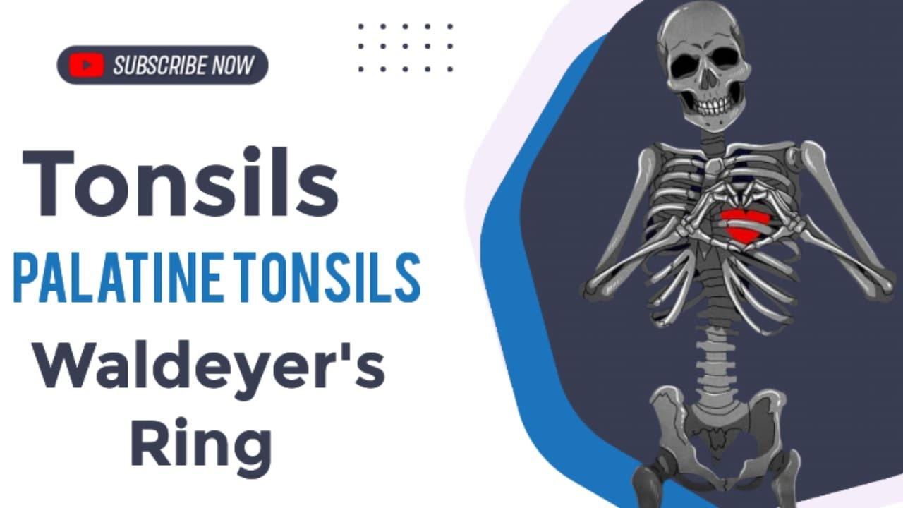 Palatine Tonsils ( Anatomy, Arterial Supply , Nerve supply, Clinical s ...