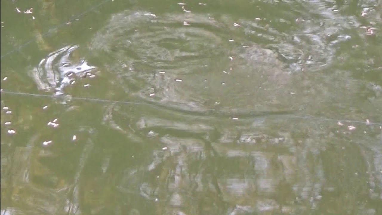 Spooky Pond (with sound up!) - YouTube