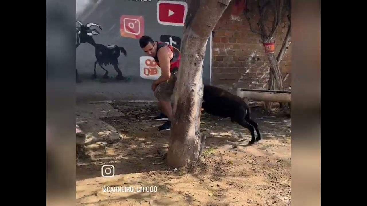 fomos desafiar o carneiro chico,.o bicho é valente viu !!!! - YouTube