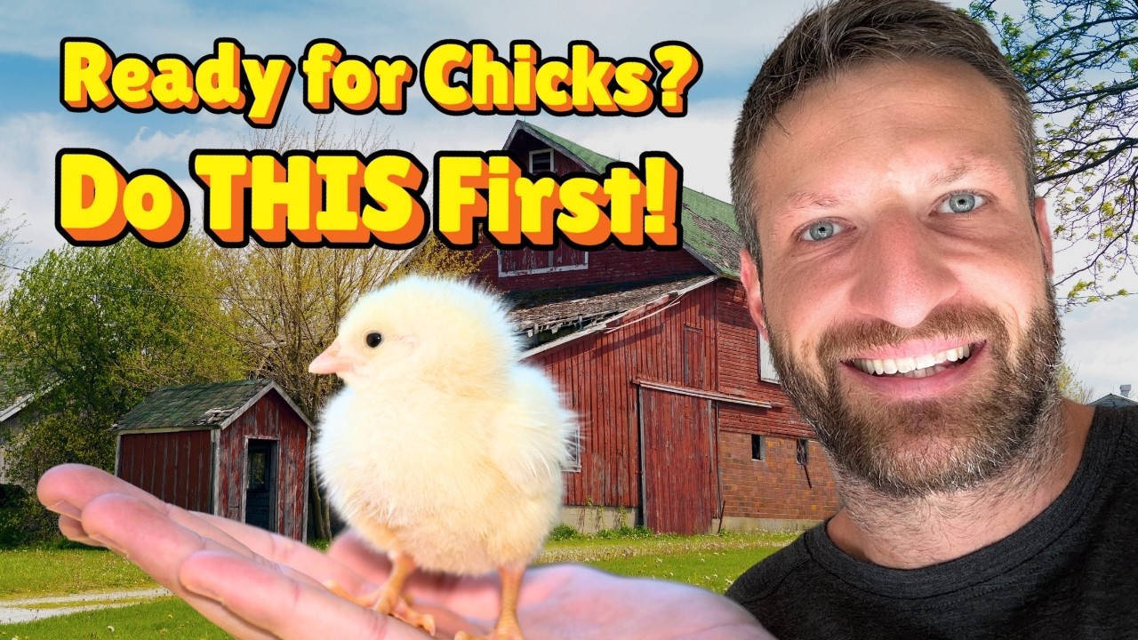 Must-Have Items Before Your Baby Chicks Arrive [8 Essentials] - YouTube