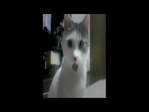 Dünyanın en komik ve en kısa Vine