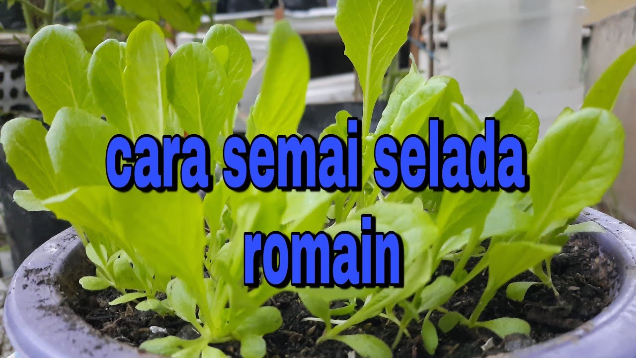 Cara semai selada romain - YouTube