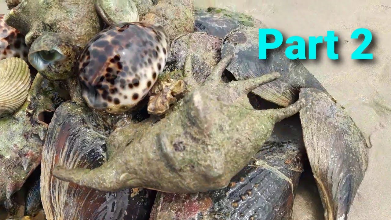 Panen kerang ranga dan kerang kapak part 2 #asmr #mencarikerang # ...
