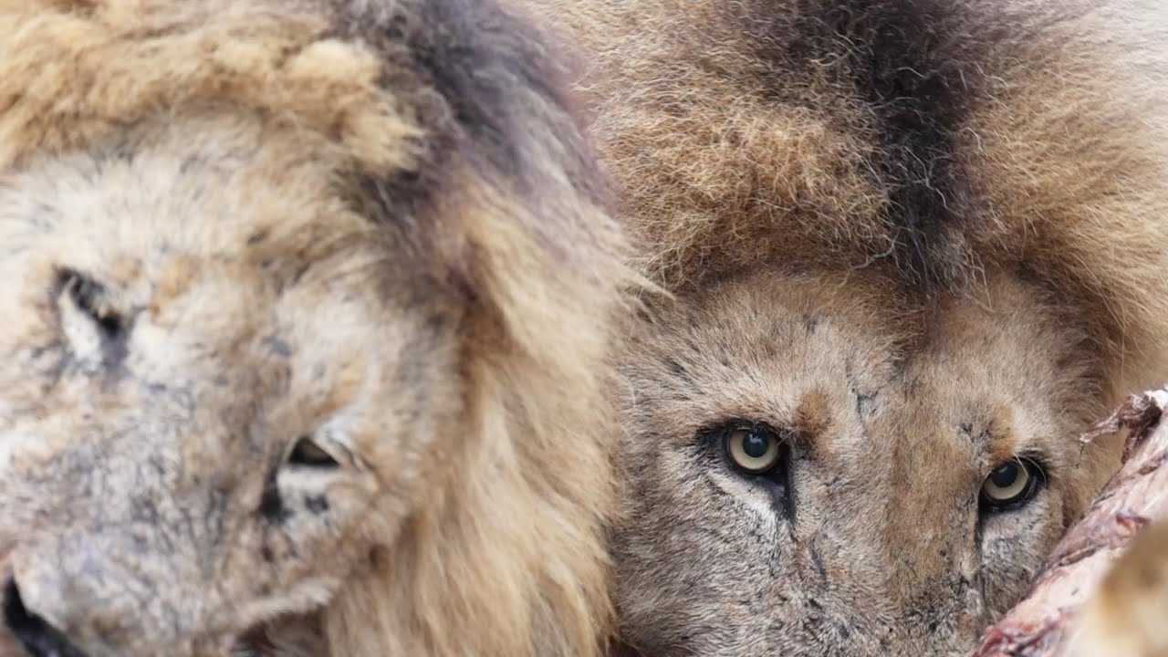 Rival LION COALITIONS and a PRIDE feed on same BUFFALO - YouTube