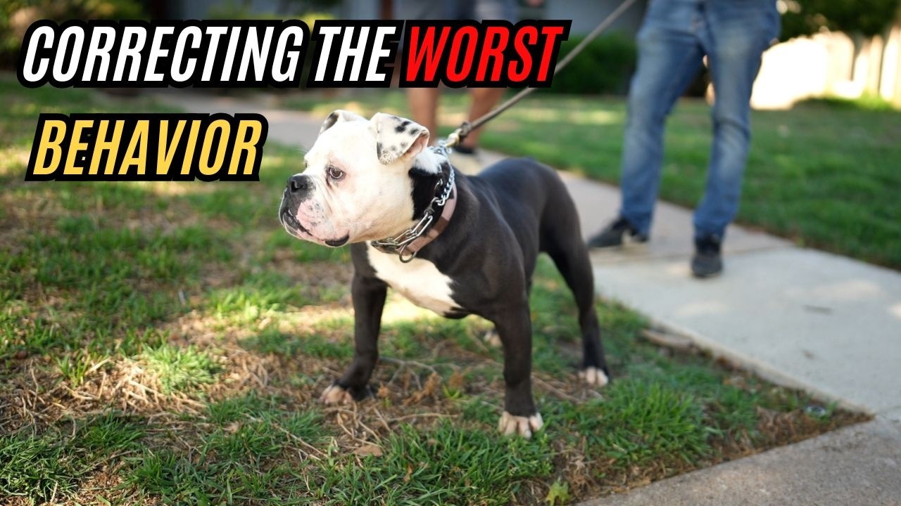 Correcting The Worst Behavior!!! Part 1 (Joker's Teenage Stage) - YouTube