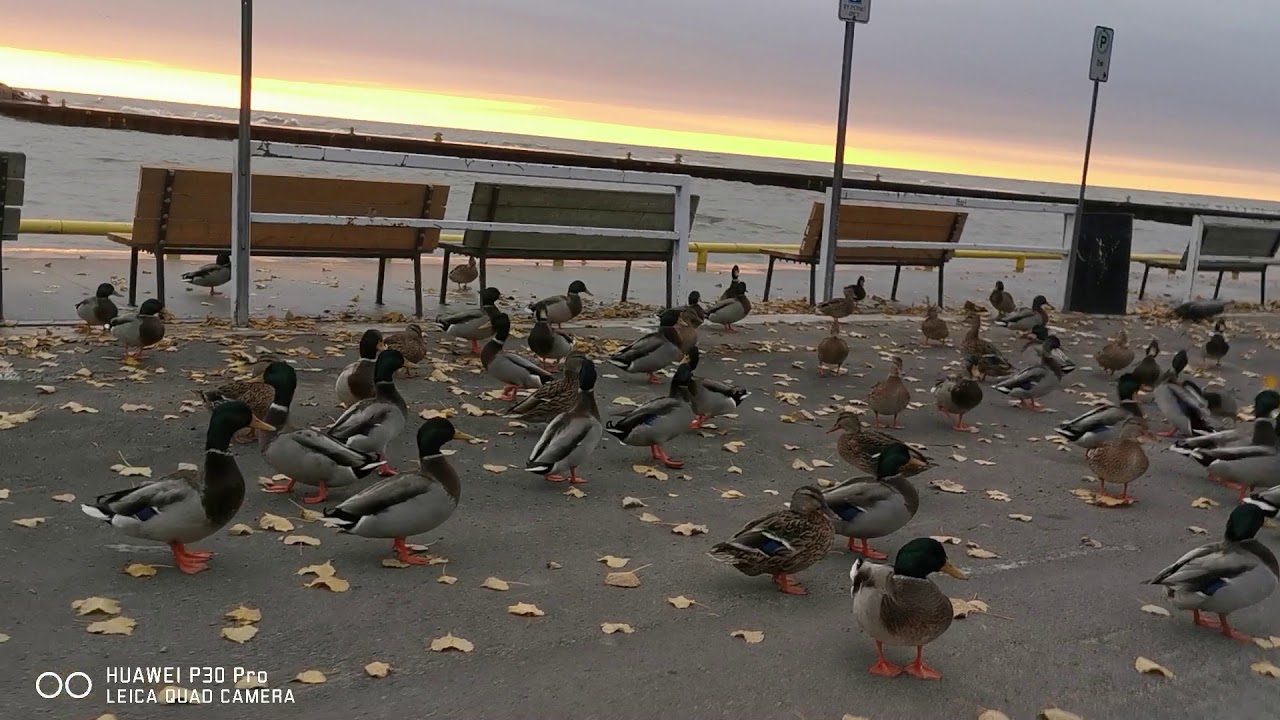 Morning Ducks Delight! 10/24/19 - YouTube