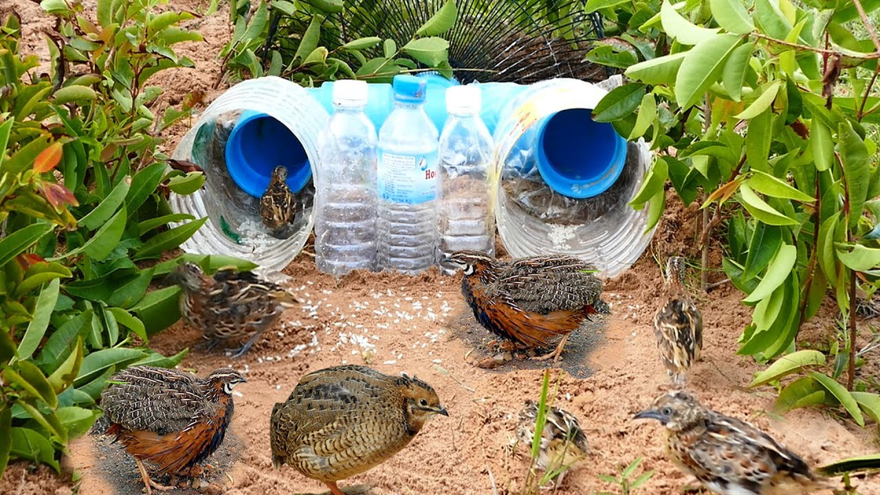Awesome Quick Bird Trap Using Fan Guard & Plastic Bottle & PVC - Easy ...