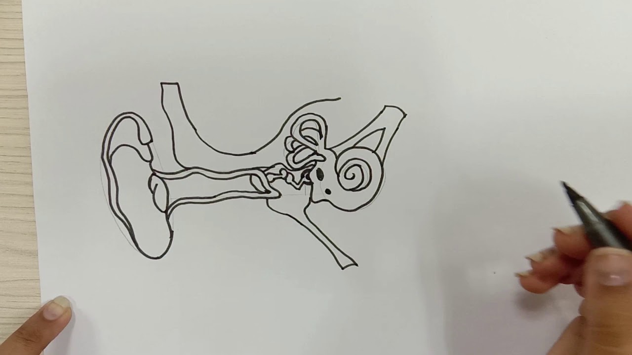 HOW TO DRAW THE STRUCTURE OF A HUMAN EAR - YouTube