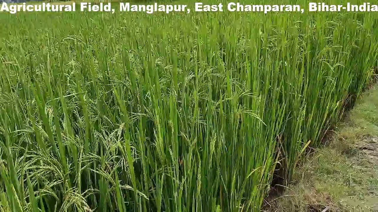 Rice Varieties: Jaya and Ratna For NEET, AIIMS, CBSE, I. Sc. and Other ...