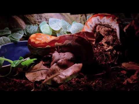 Blood python feeding - YouTube