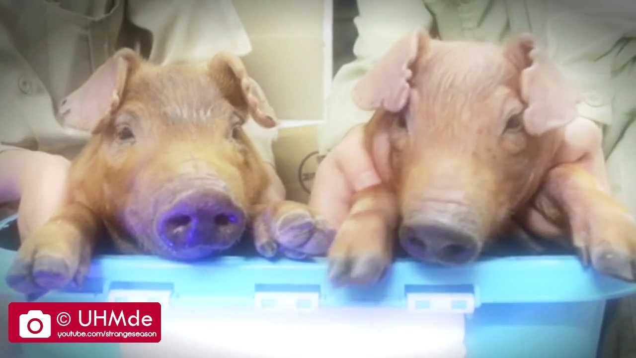 Fluorescent pigs - Cerdos que brillan en la oscuridad [HD] - YouTube