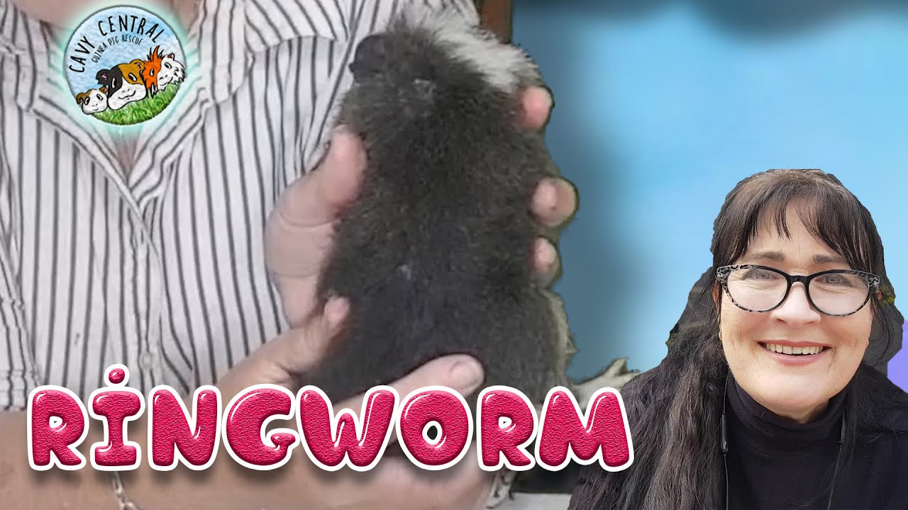 Guinea pig mange, mites, fungal and ringworm - how do you treat this ...