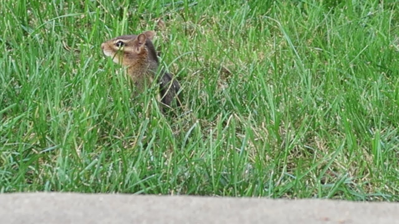 Fritter stands guard - YouTube