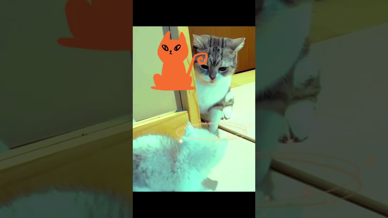 cute-cat-funny-youtube