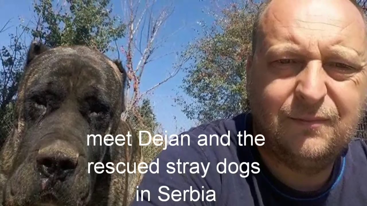 meet the dogs at the Vucjak rescue shelter Serbia - YouTube