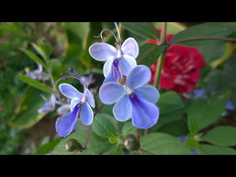 Mavi Kelebek Çiçeği ve hatıralar | Bakımı, Nasıl Yetiştirilir? | Clerodendrum Ugandense