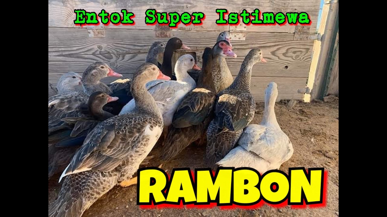 Entok RAMBON jumbo - YouTube