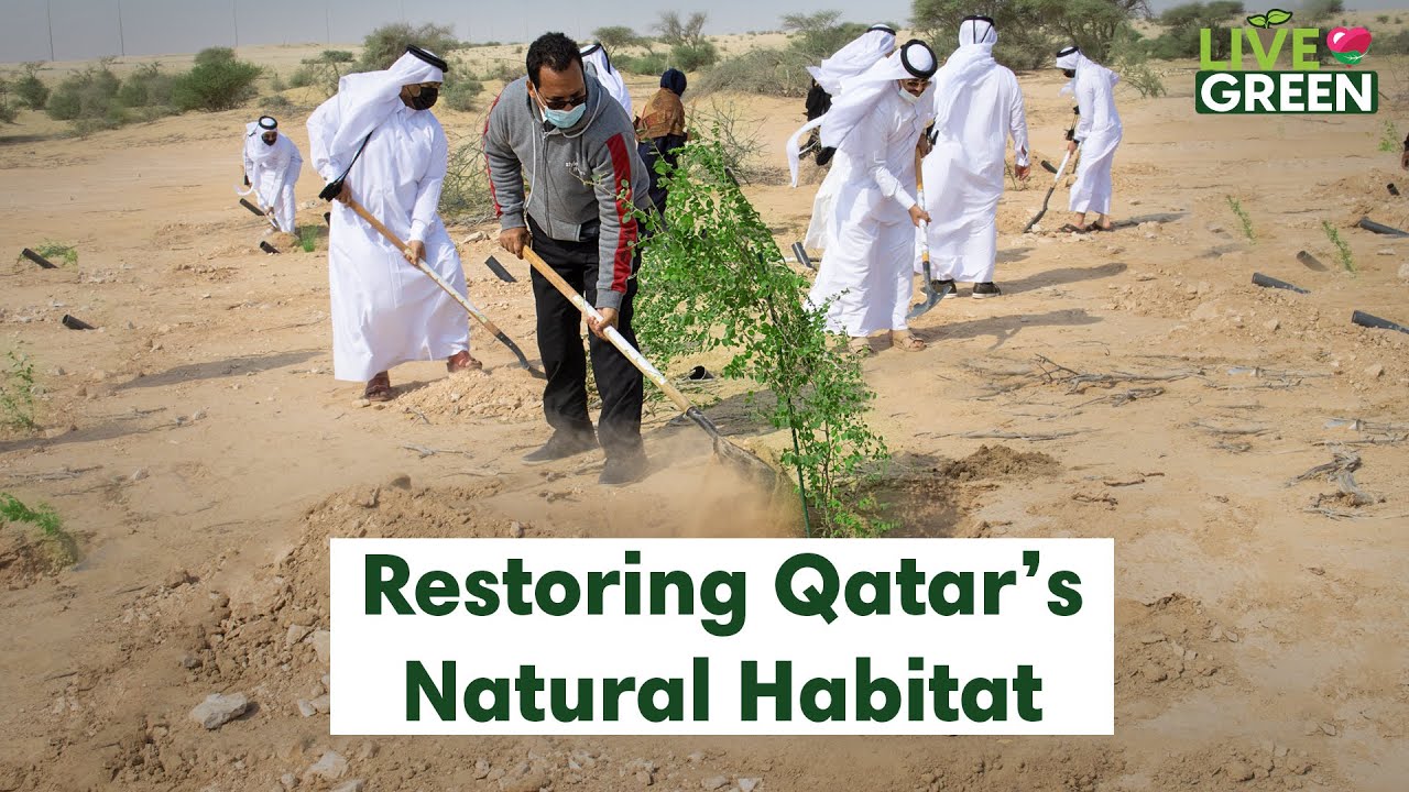 Why is Qatar making its deserts green? | Live Green | Ep 15 - YouTube