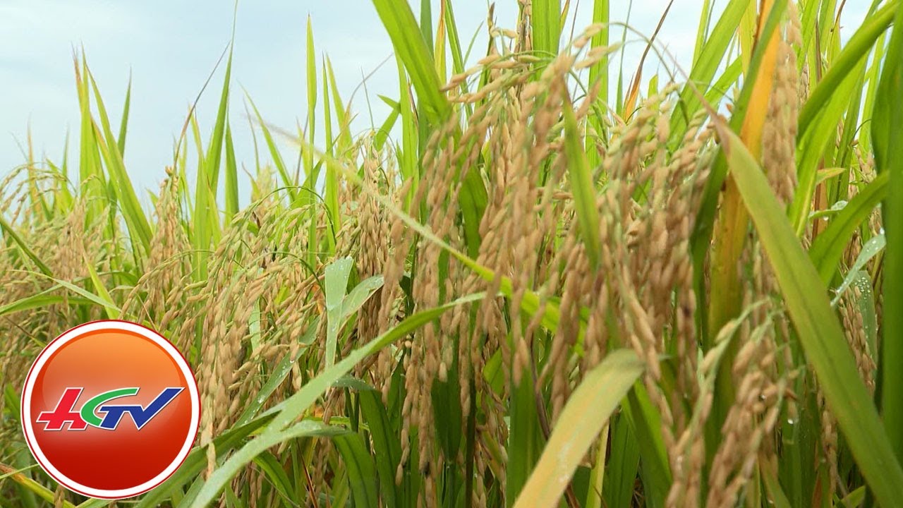 Michelle 62EC - Diện mạo mới, diệt lúa cơi, xứng tầm chất lượng - YouTube