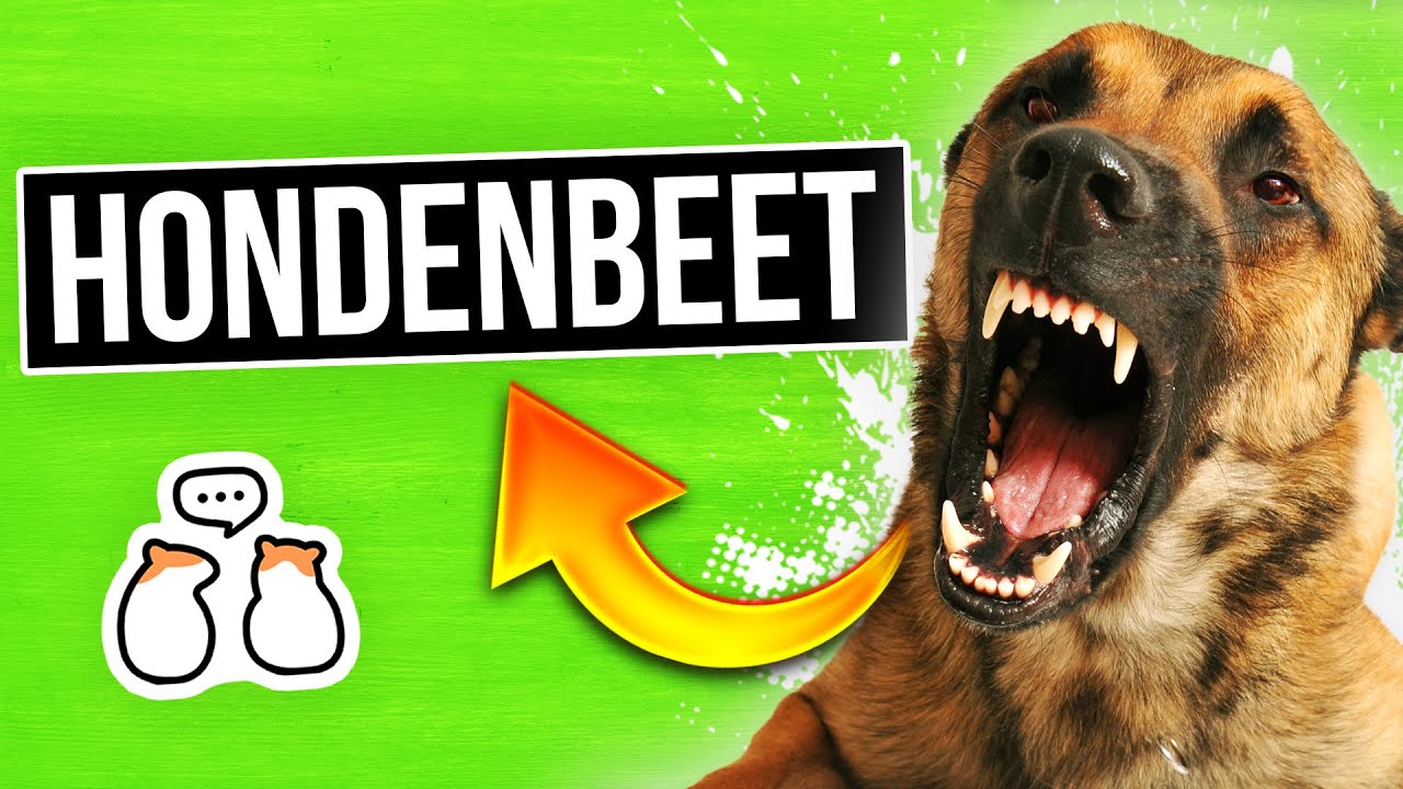 [Hondenbeet] Wat moet je doen wanneer je gebeten wordt door een hand ...