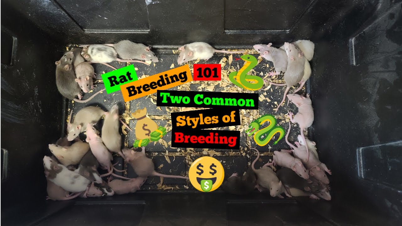 Rat Breeding 101 - Two Common Styles of breeding - YouTube