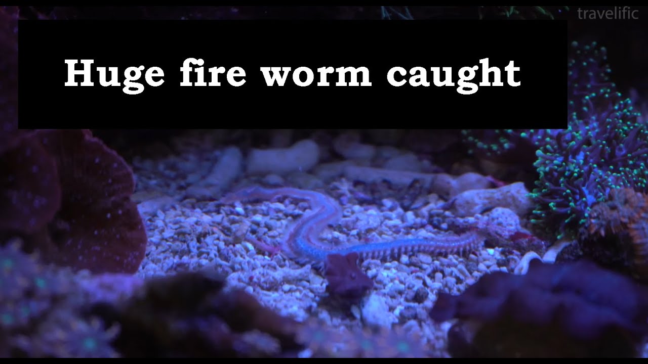 Huge Fire bristle worm caught in aquarium - YouTube