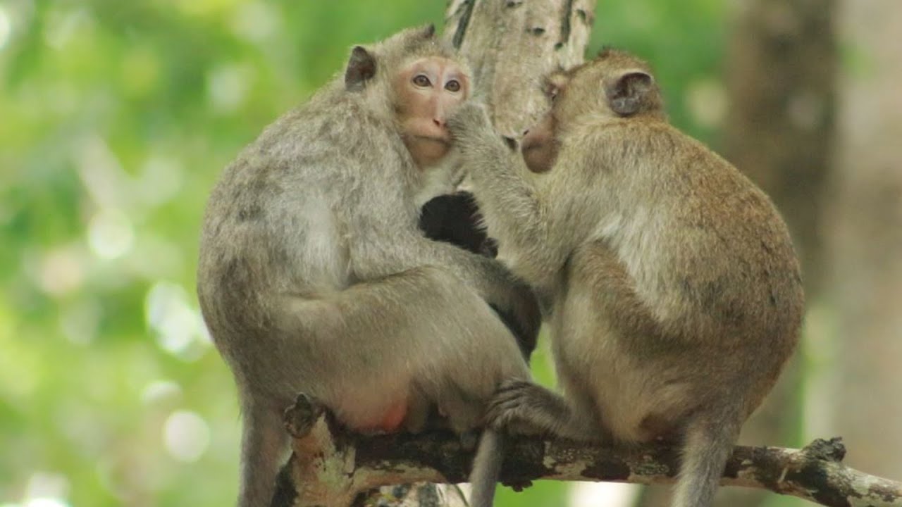 Ellen Sit And Give Milk To Elee After Raining For Hours on Tree -on ...