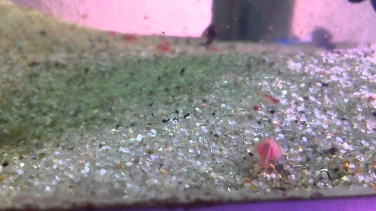 Albino triops - YouTube