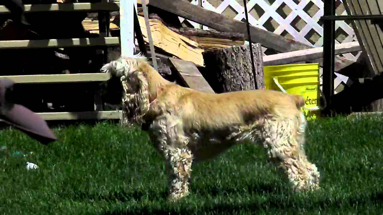 Layla our cocker spaniel chasing shadows. - YouTube