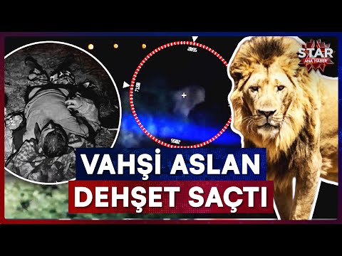 Antalya'da, Tarlasında Dinlenen Çiftçi Aslan Saldırısına Uğradı! | Star Ana Haber