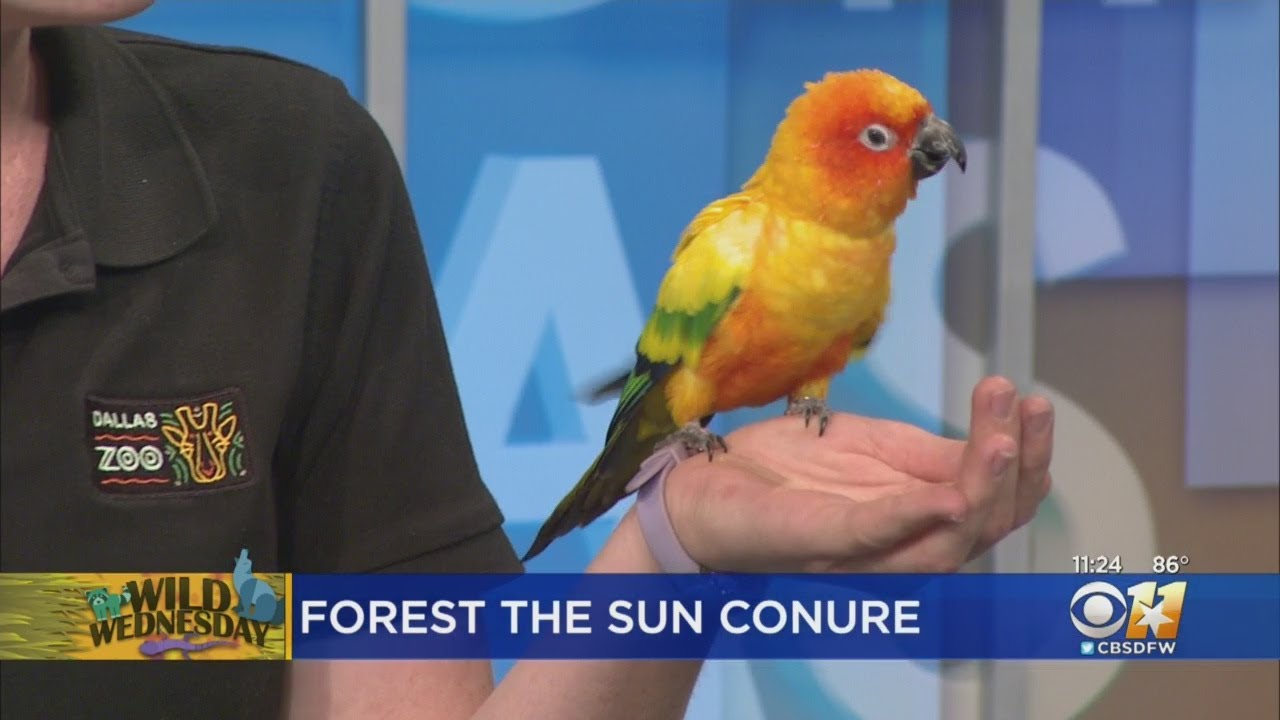 Wild Wednesday: Sun Conure - YouTube