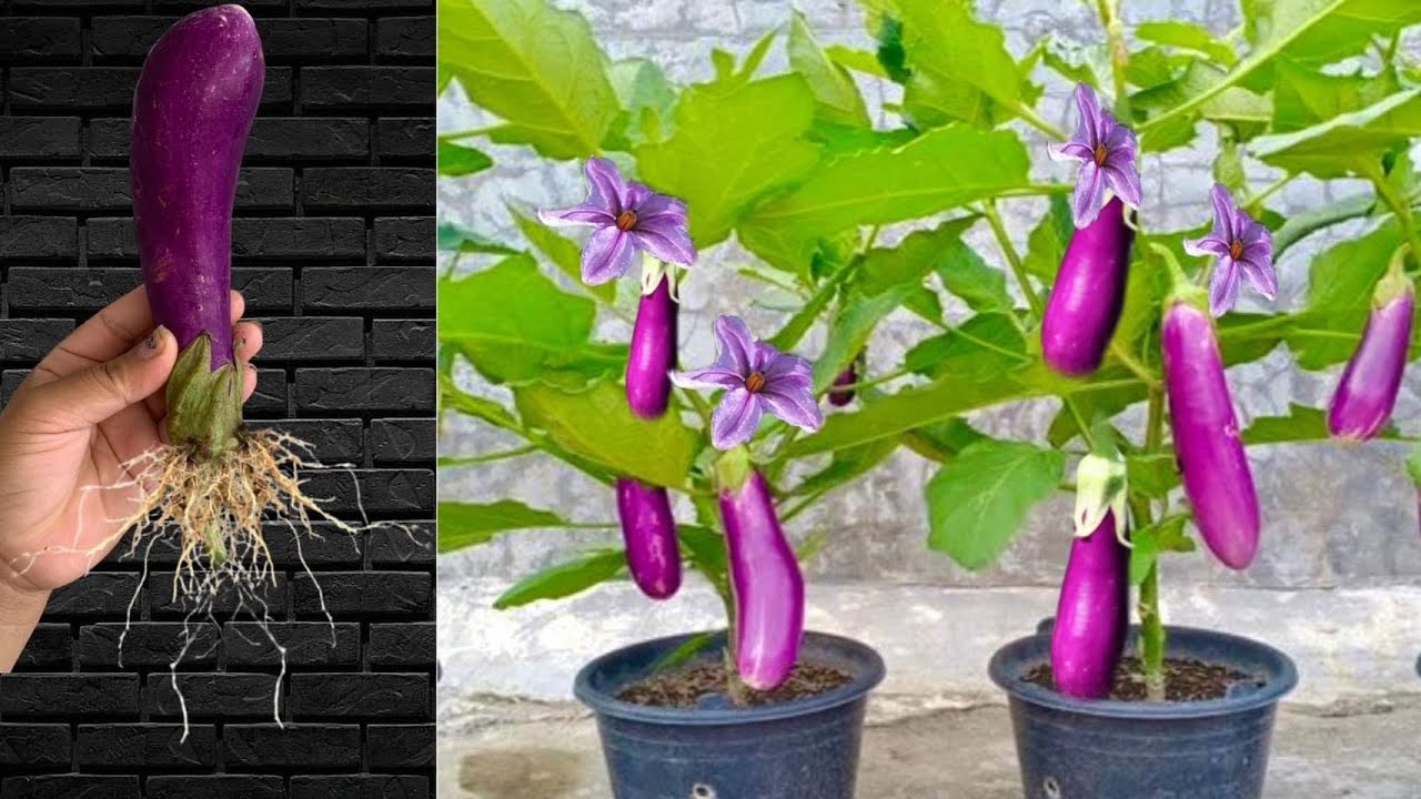 Unique Technique: For Growing Brinjal Tree with banana and Aloe Vera ...