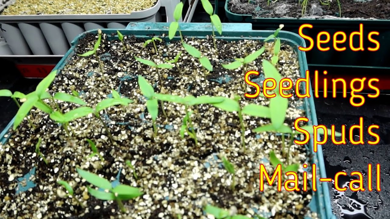 Mid Jan 2022 - Mail-call, Seeds, Spuds & Seedlings - YouTube