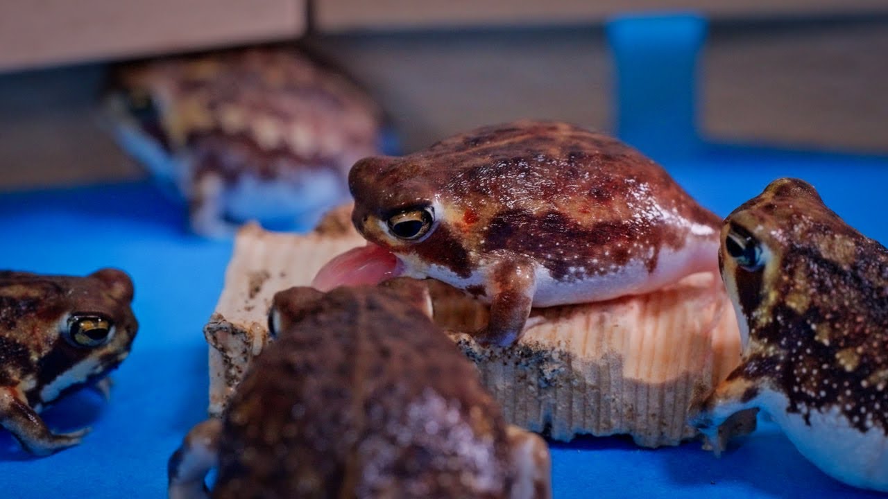 Potato Fairies Eat Termites - YouTube