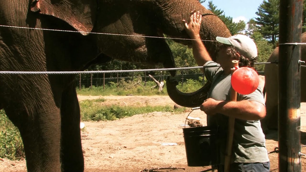The Children's Corner - Episode 26 - "Elephant Extravaganza" - YouTube