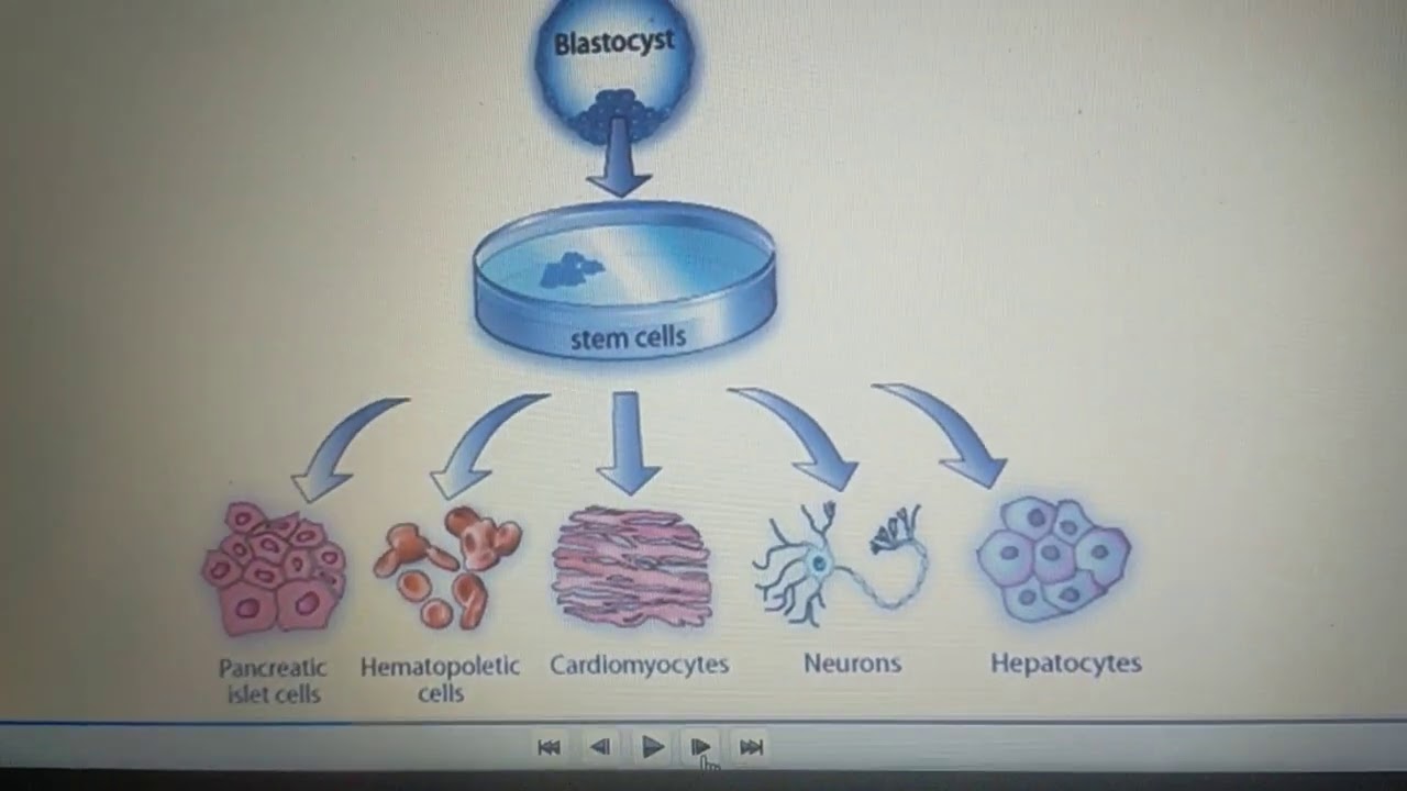 Types of Stem cells-Totipotent, Multipotent, Pluripotent/Sources of ...