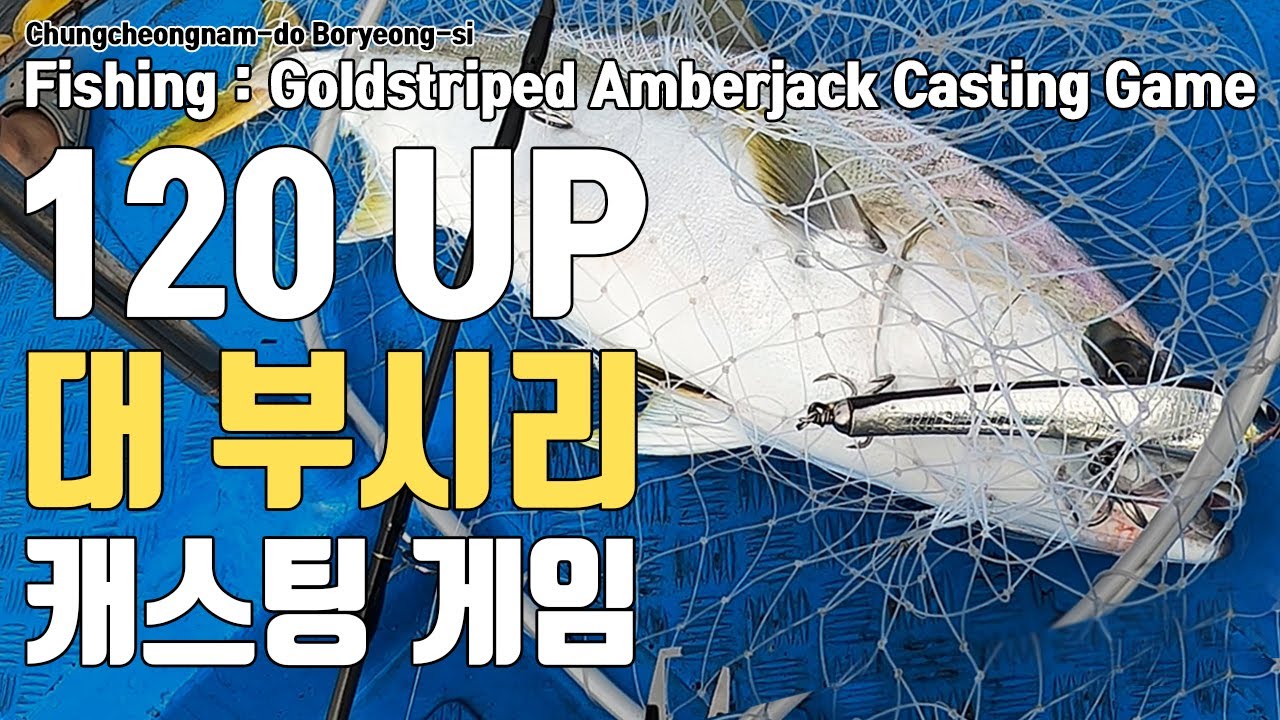 120cm UP 대 부시리 캐스팅게임 (드랙조절 미스) - Goldstriped Amberjack Casting Game ...