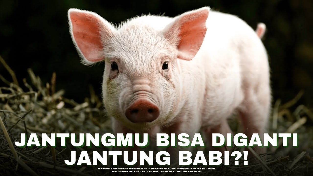 Terobosan Gila! Jantung Babi Dimodifikasi Genetik Agar Bisa Berdetak di ...