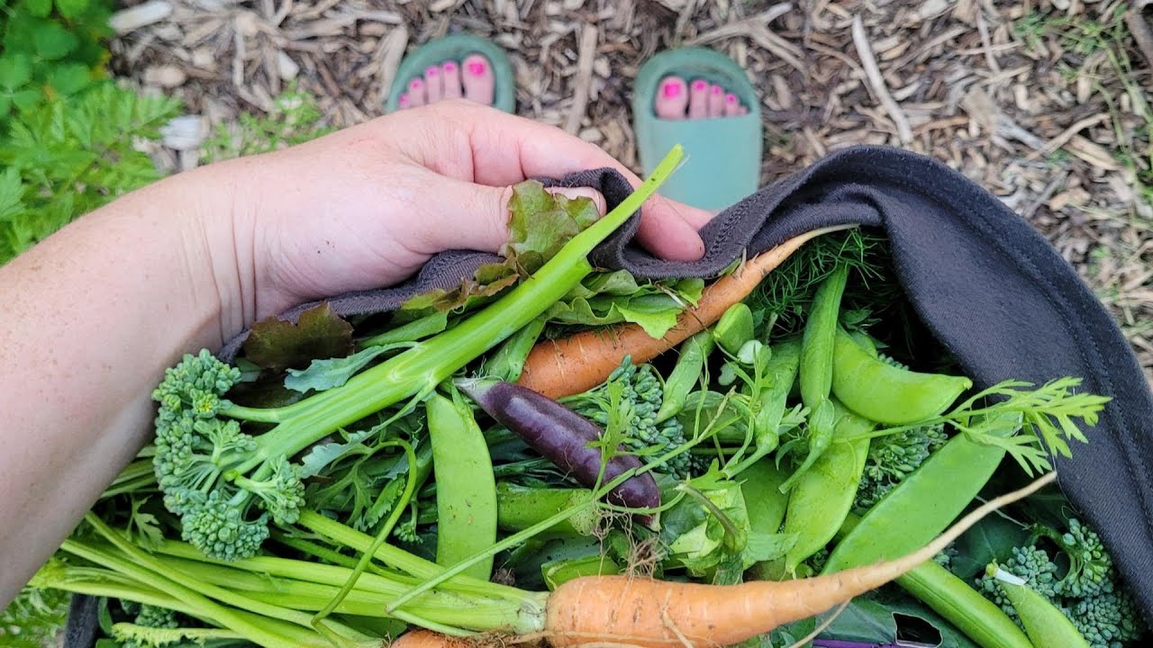 Peaceful Evening Spring Garden Harvest + Piddling - YouTube