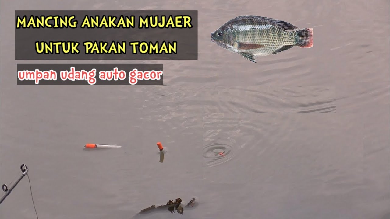 Mancing mujaer untuk pakan toman - YouTube