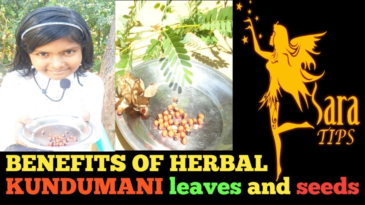 SARA TIPS- BENEFITS OF HERBAL KUNDUMANI (ABRUS PRECATORIUS) LEAVES AND ...