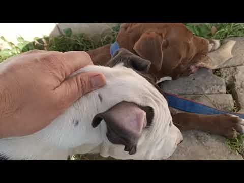 Pitbull enerjisini nasıl atar.
