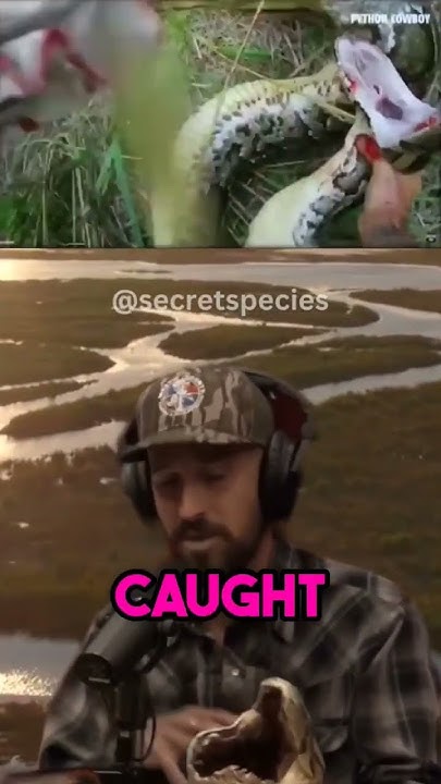 Python Cowboy vs 17ft Snake😱 - Joe Rogan #jre #snake #shorts - YouTube
