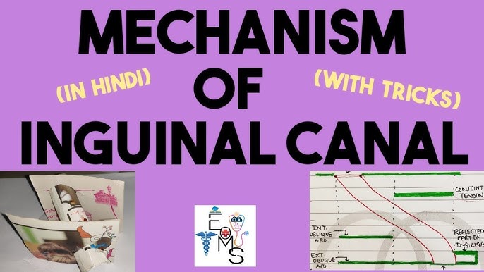 Inguinal Canal Borders Mnemonic