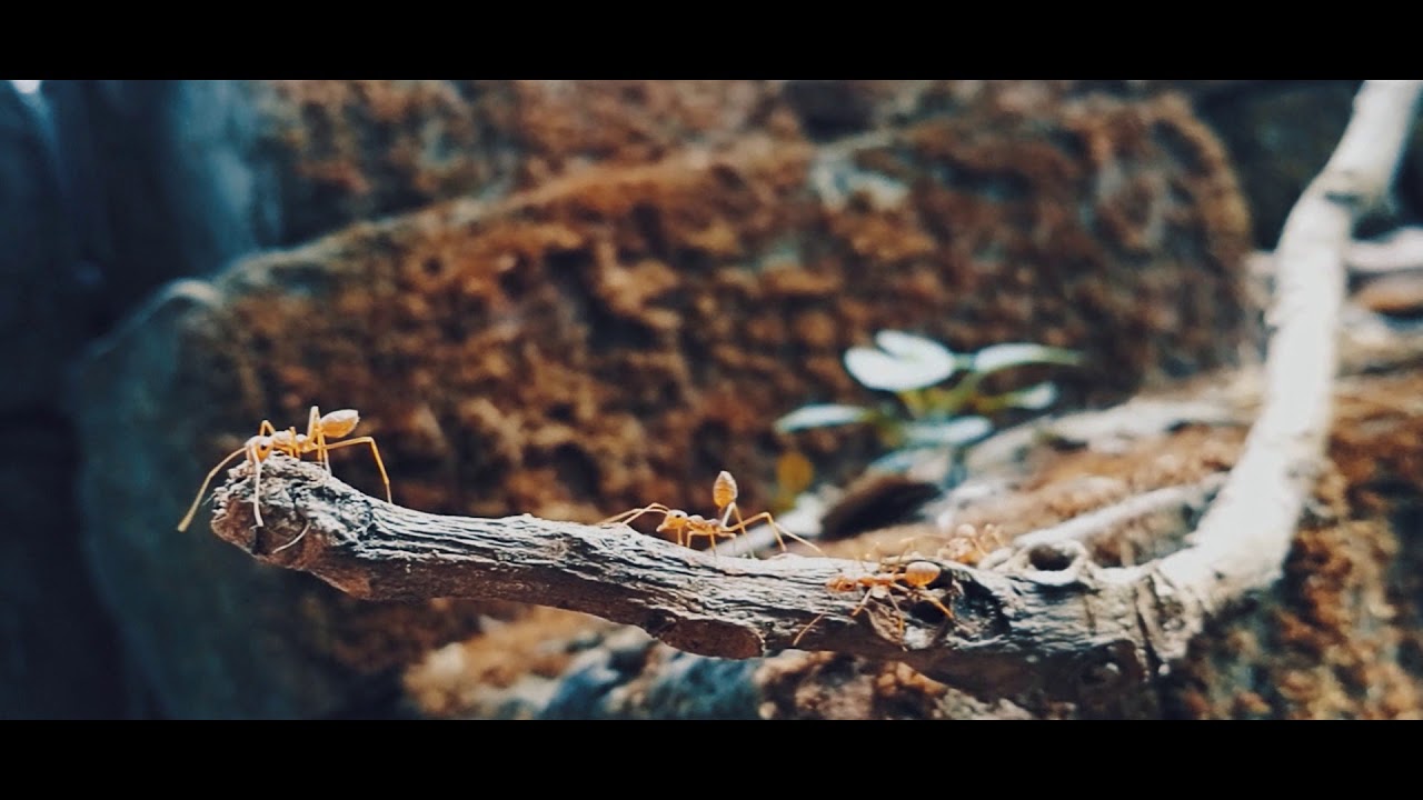 Huawei P9  Plus Cinematic.