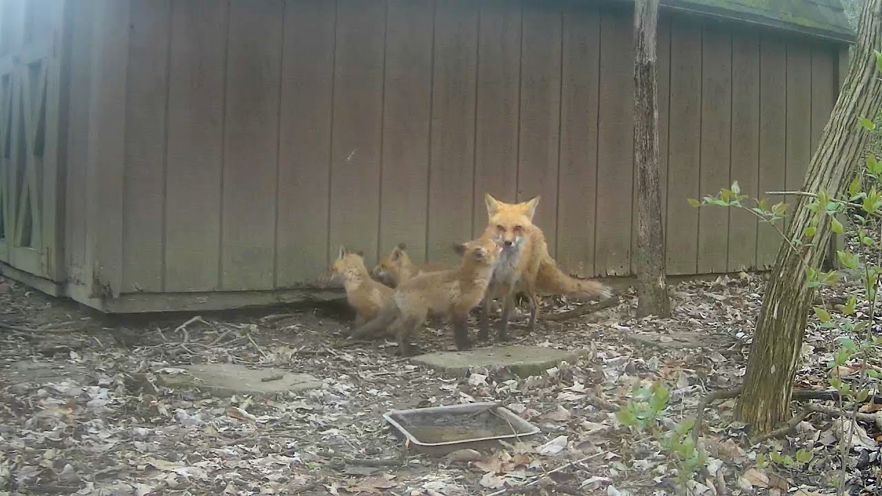 20220407 UPDATE: fox plus three kits - YouTube