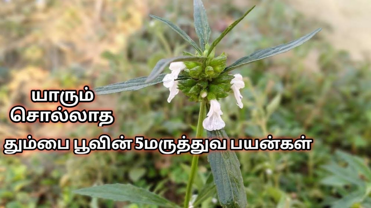 தும்பை பூவின் மருத்துவ பயன்கள்||Thumbai poo||maruthuva ulagam - YouTube