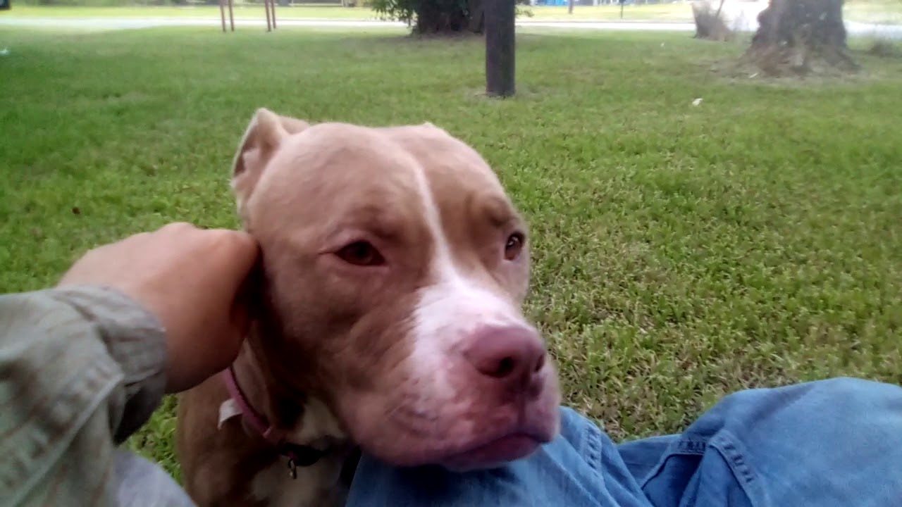 Meet Aria the French pit bull! - YouTube