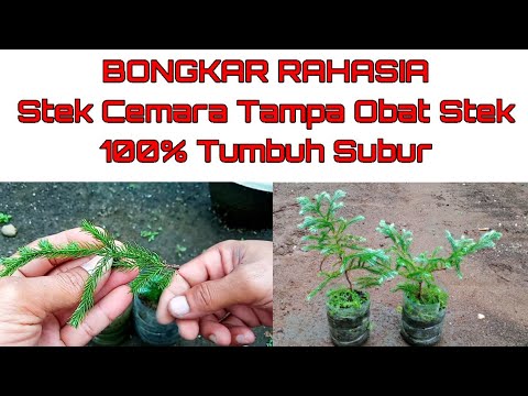 CARA STEK CEMARA EMBUN TANPA OBAT PERANGSANG AKAR 100% PASTI TUMBUH ...